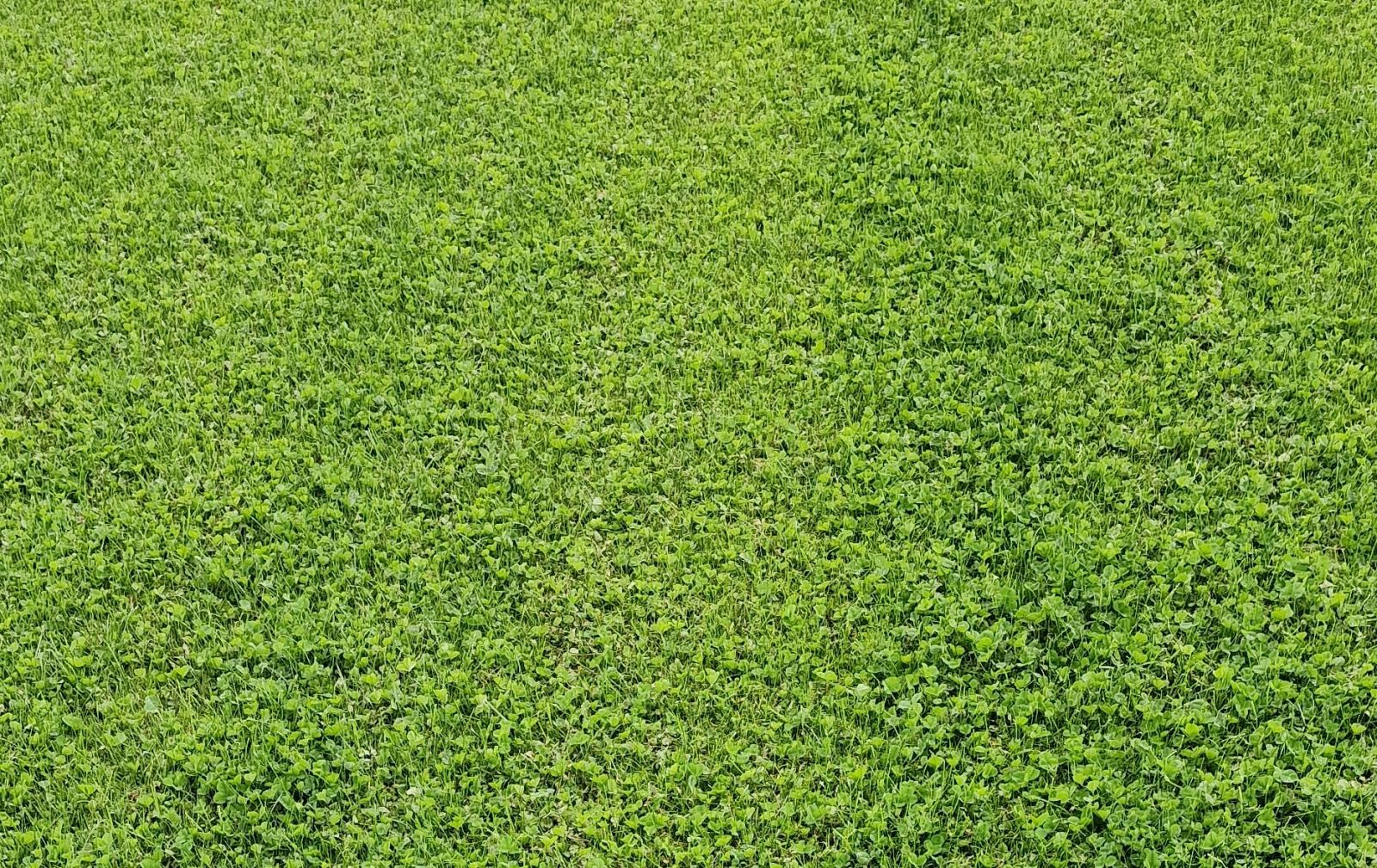 Clover Lawn Turf - Devon & Cornwall