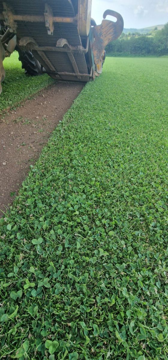 Clover Lawn Turf - Devon & Cornwall