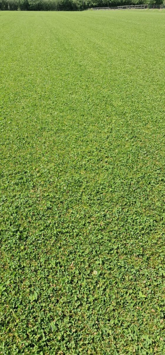 Clover Lawn Turf - Devon & Cornwall